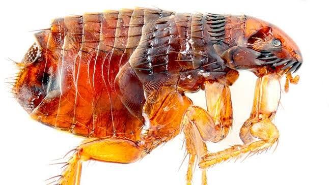 Enfermedades que transmite la pulga al humano :: Ley Cuidado Canino ...